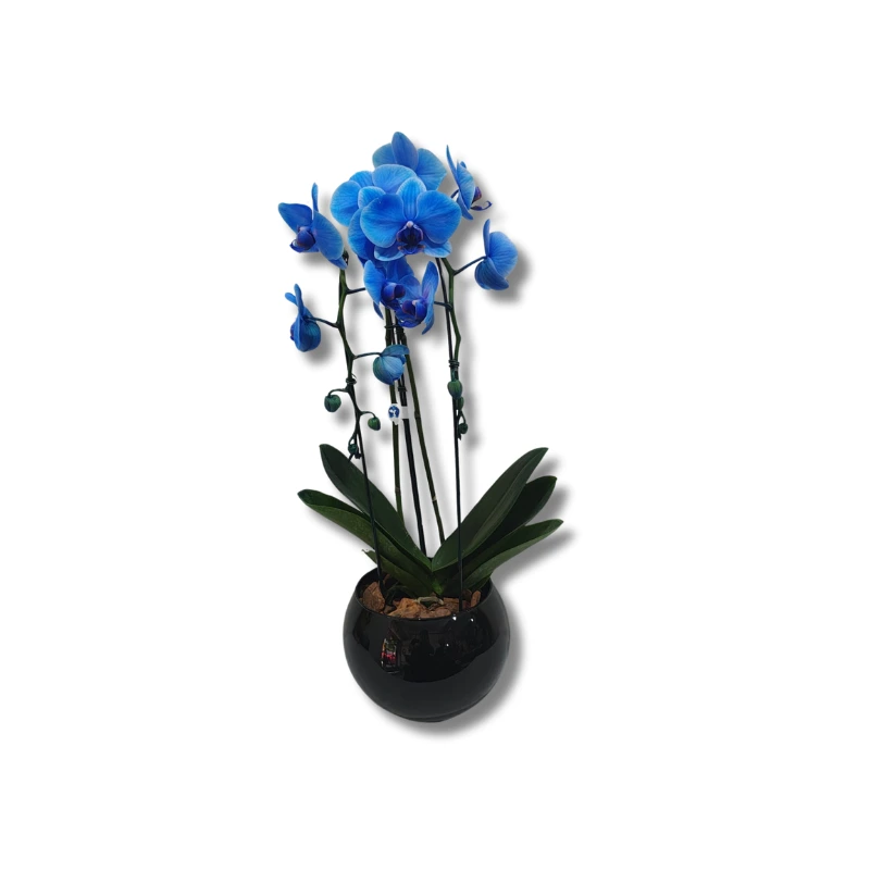 Orquídea blue - Floricultura Pires Do Rio