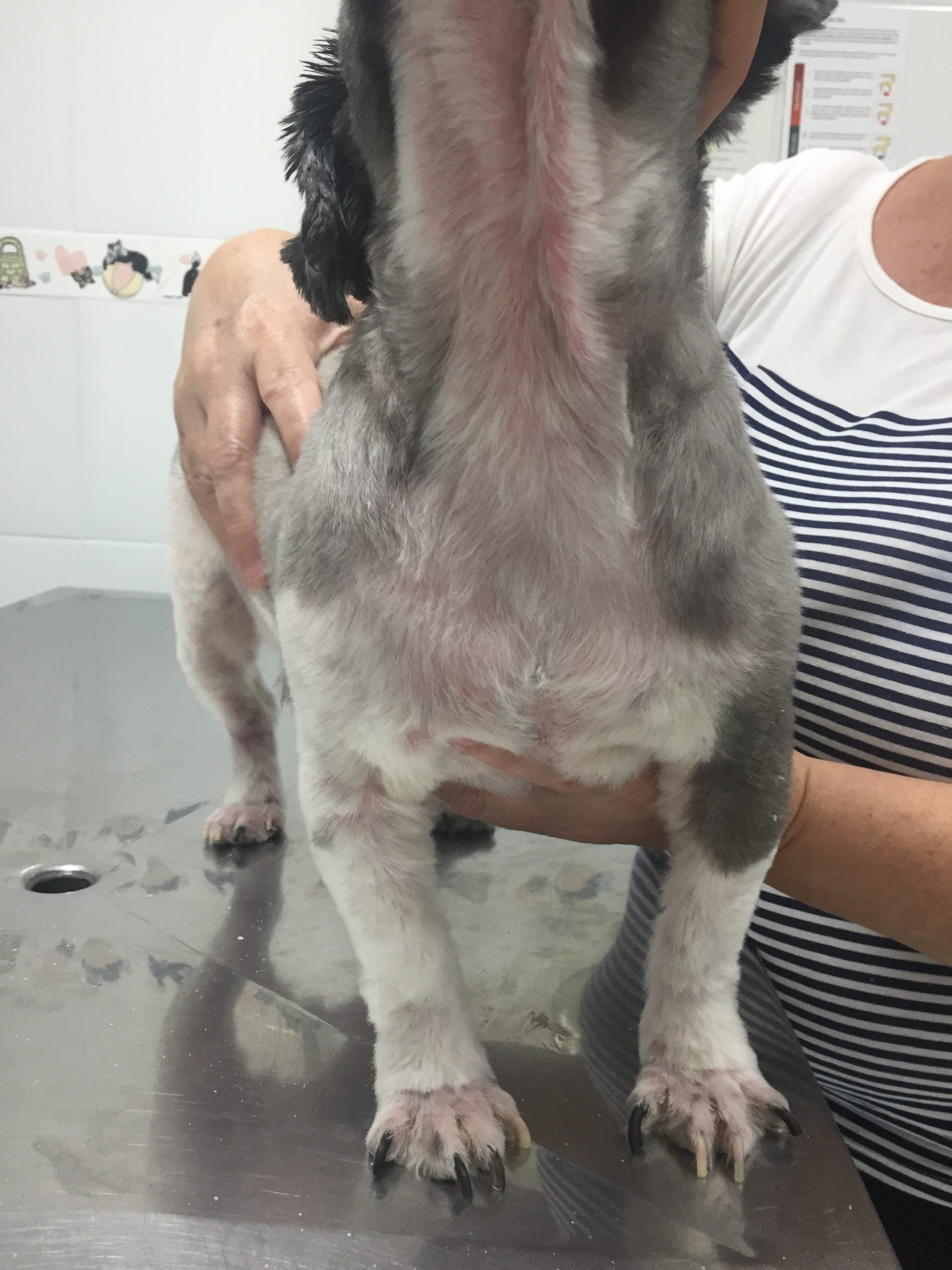 home - Dermatologia Animal