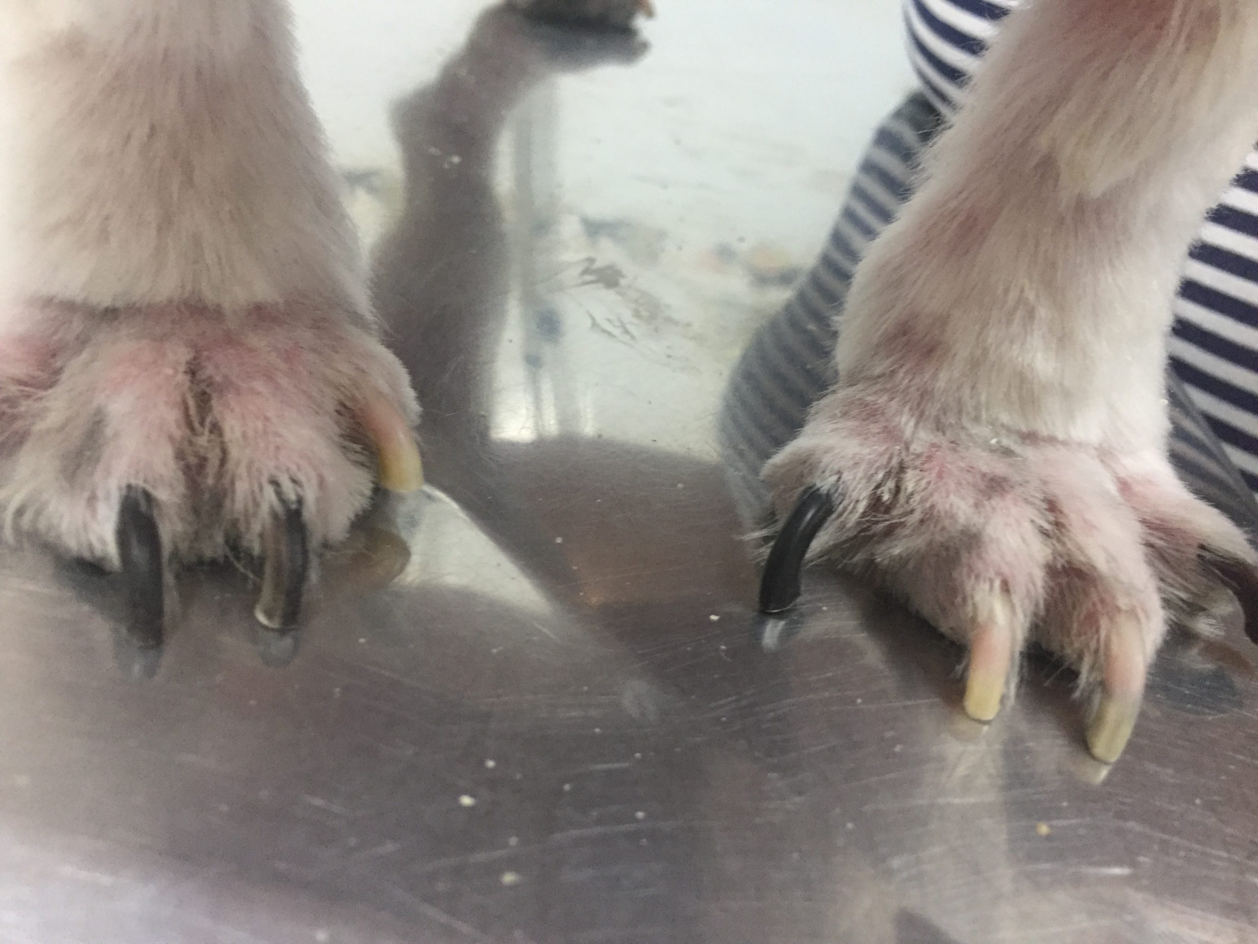 home - Dermatologia Animal