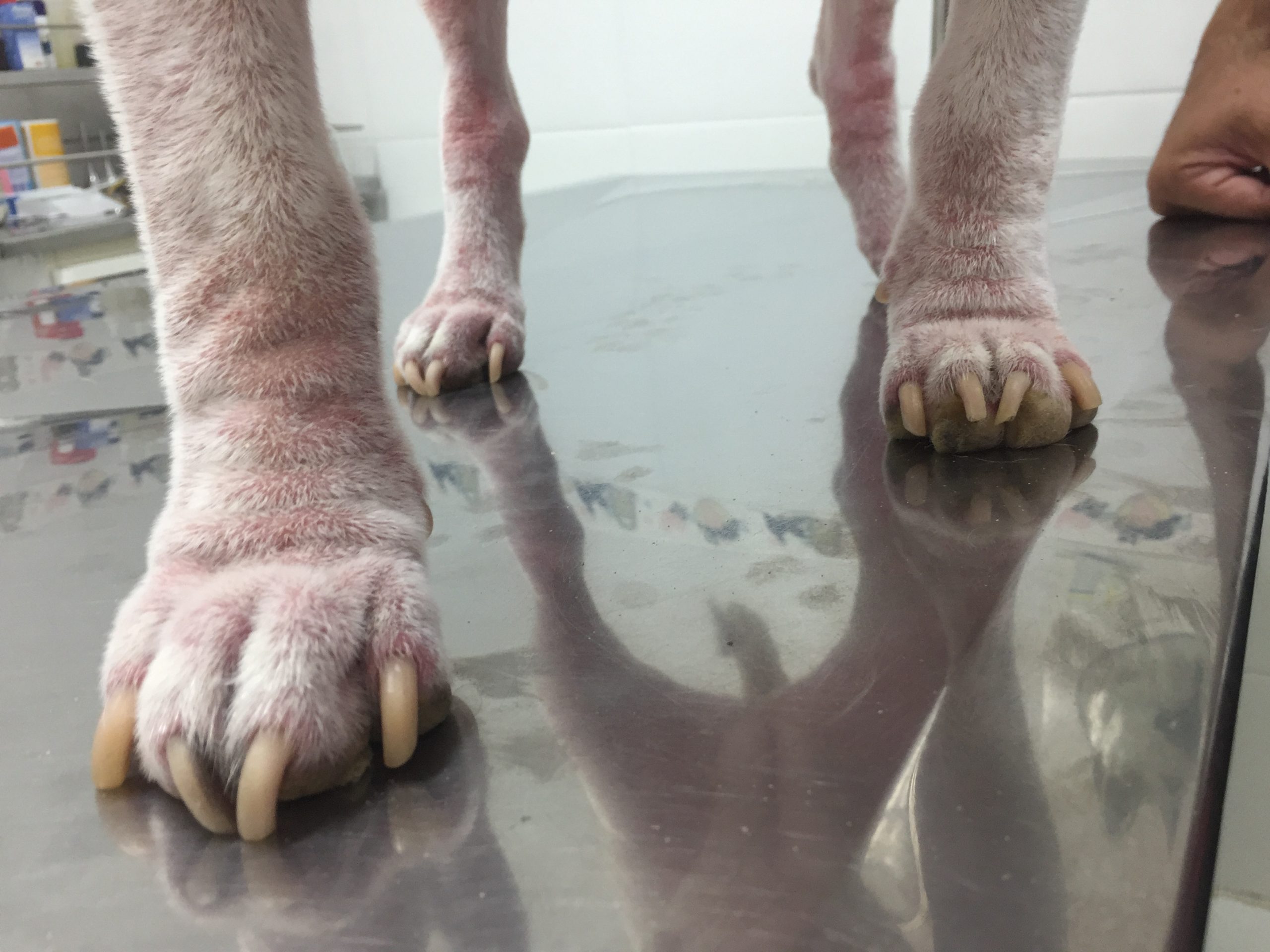 home - Dermatologia Animal