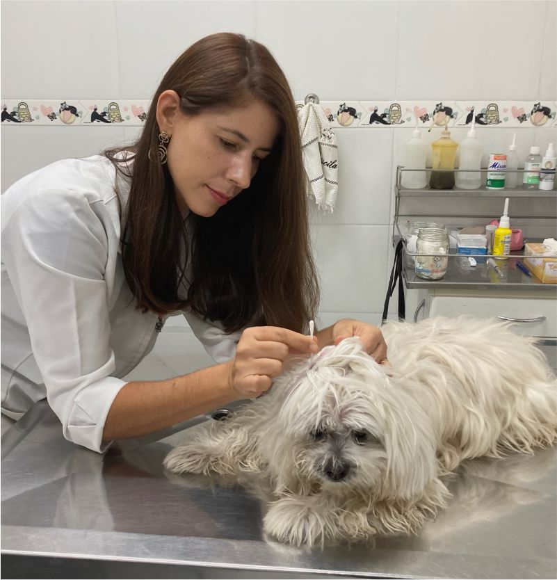 home - Dermatologia Animal