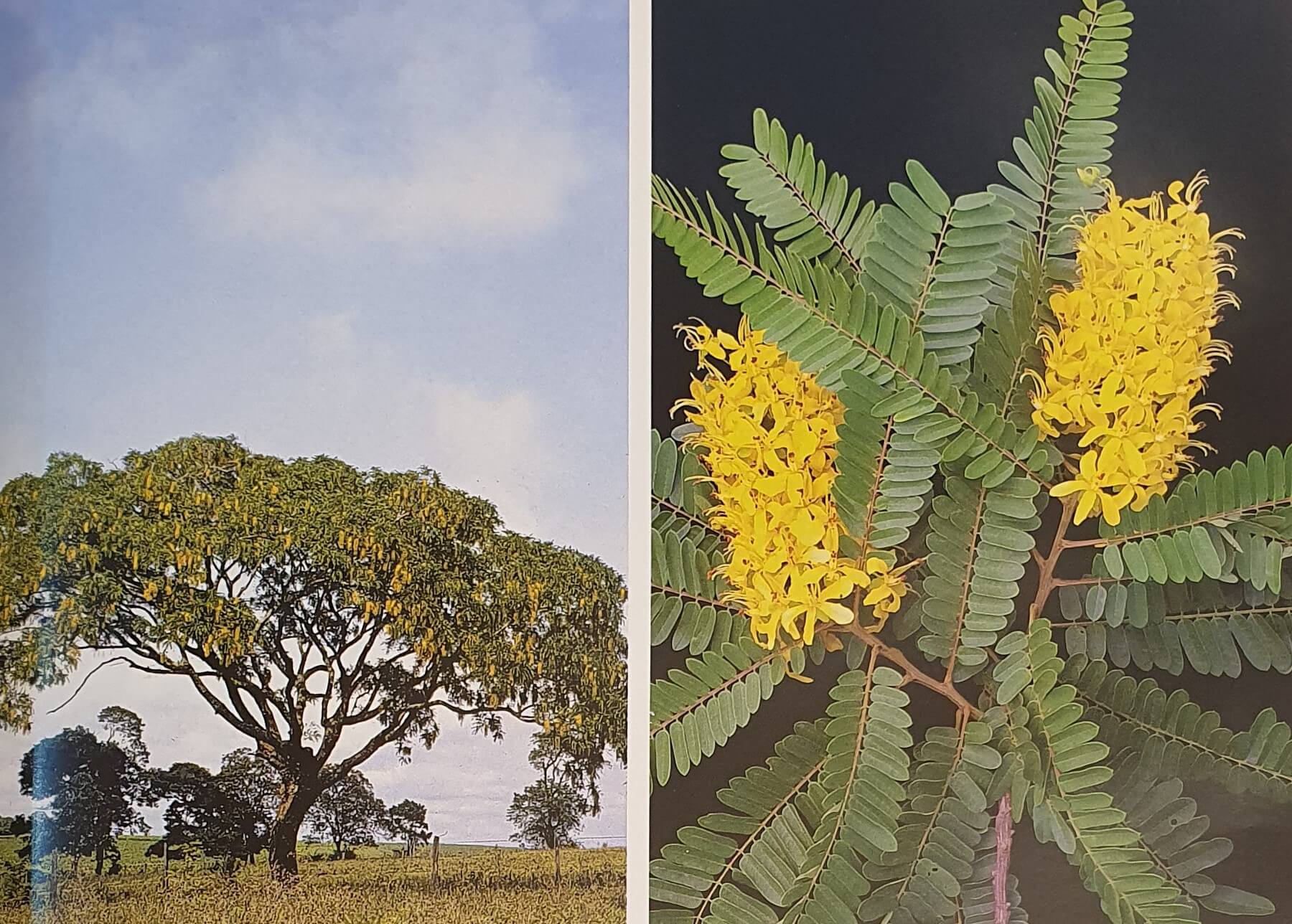 Estância Fenix - Venda de mudas nativas e assessoria ambiental