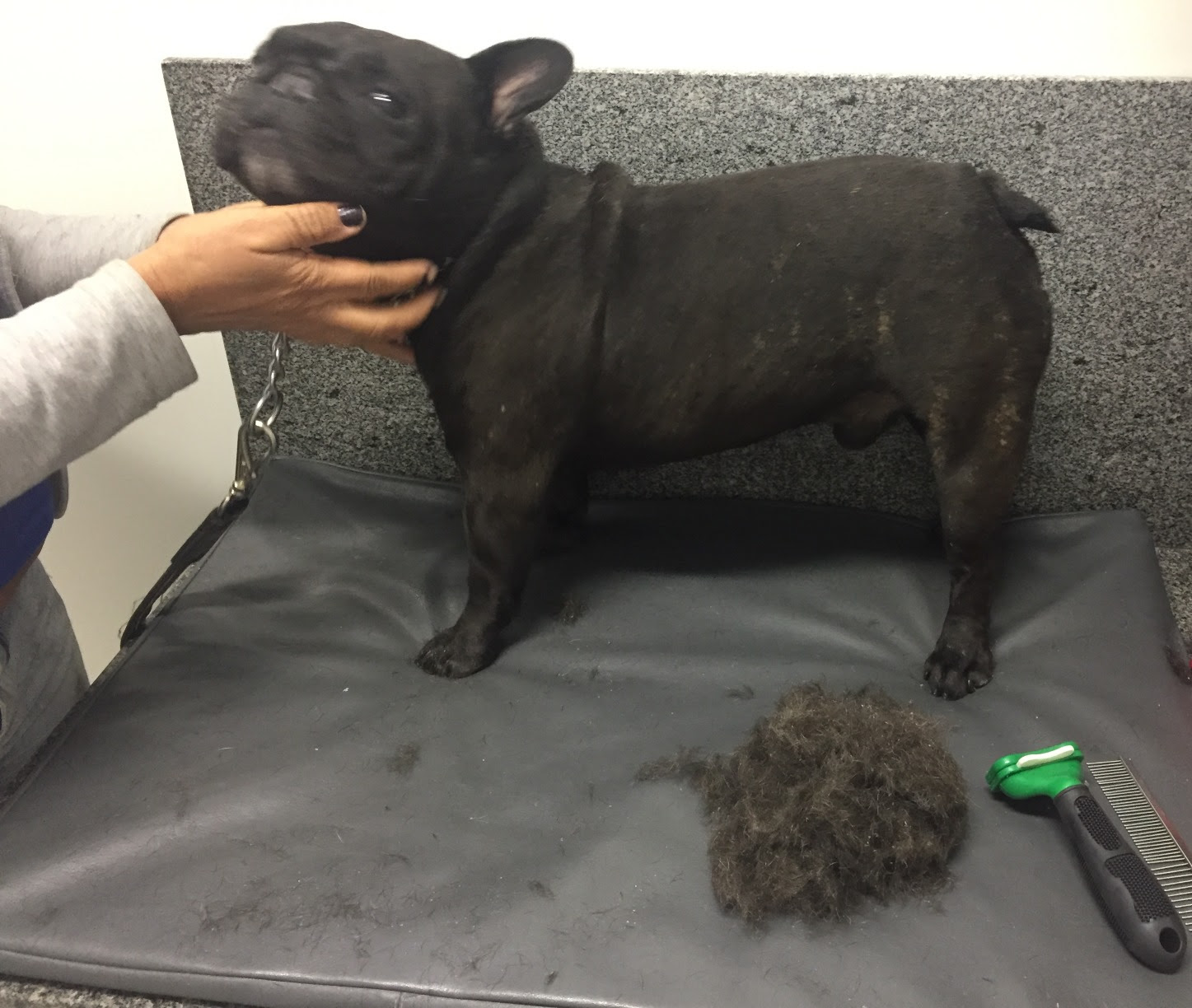 Meu animal perde muito pelo! É normal? - Eu, Você e os Pets