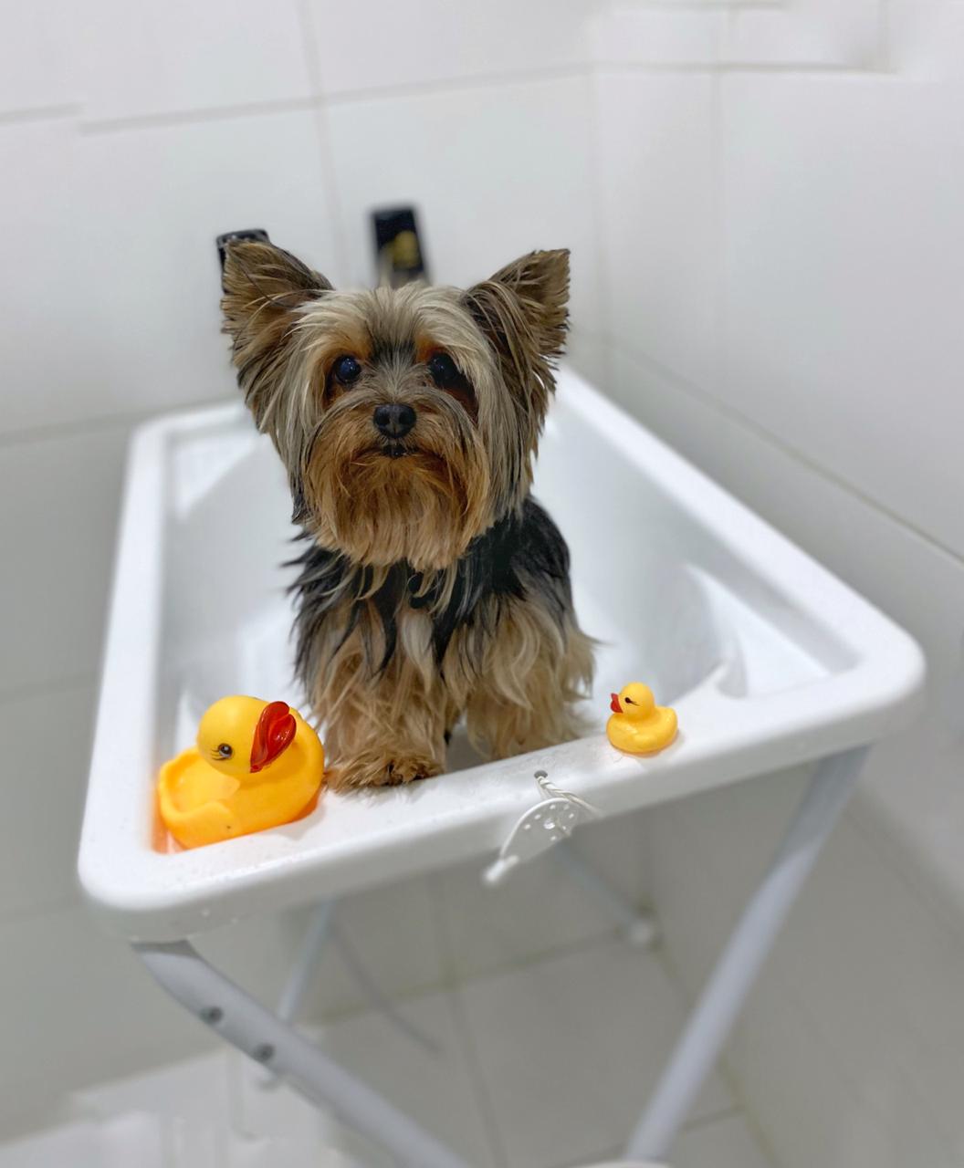 Como manter a rotina de banhos do pet em casa? - Eu, Você e os Pets